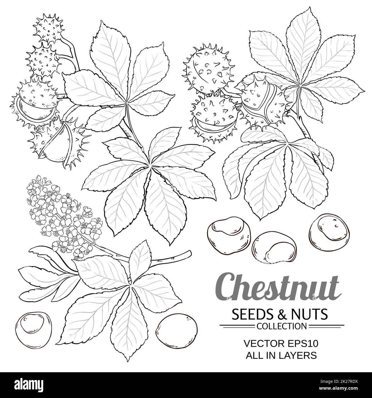 chestnut branches isolated on white background Stock Photo - Alamy