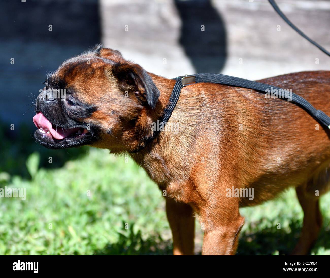 Dog pug - breed of decorative dogs Stock Photo - Alamy