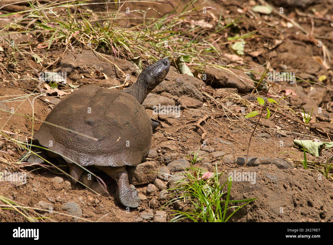 Serrated hinged terrapin, Pelusios sinuatus, in Meru National Park in ...
