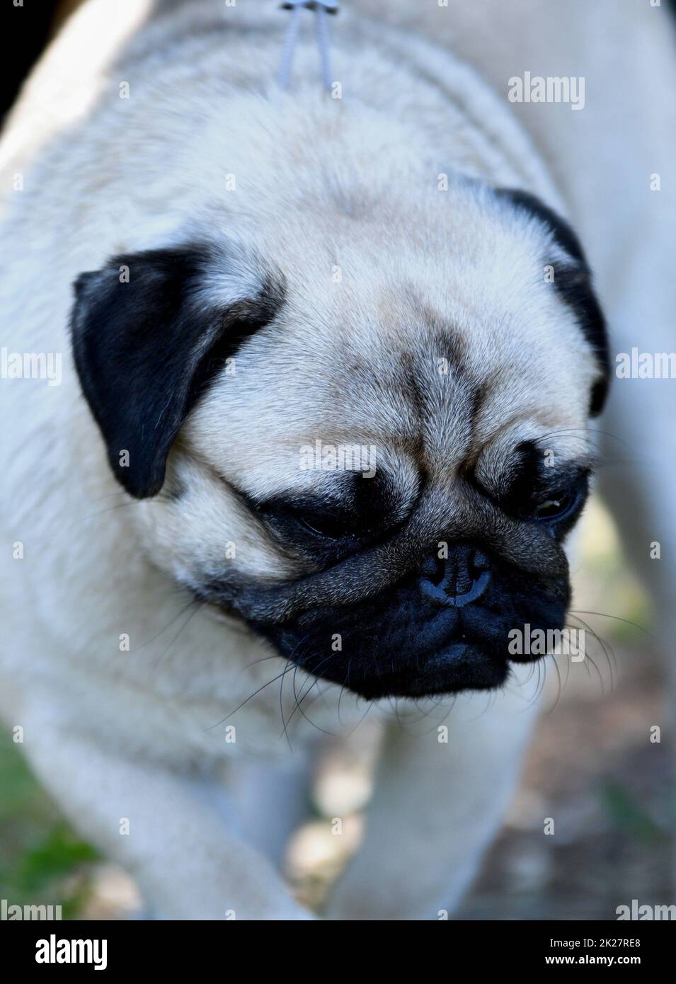 Dog pug - breed of decorative dogs Stock Photo - Alamy