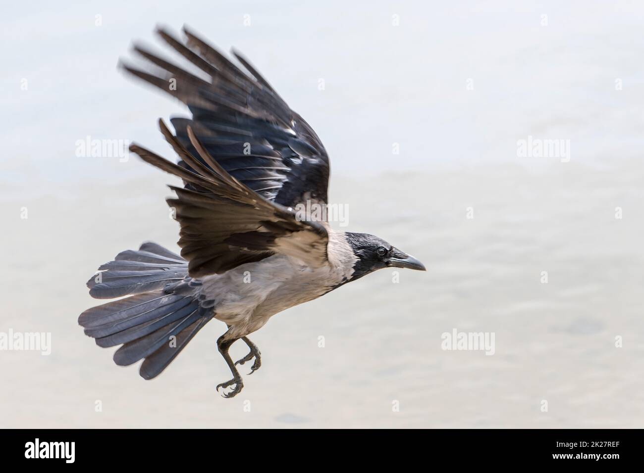 Crow landing hi-res stock photography and images - Alamy