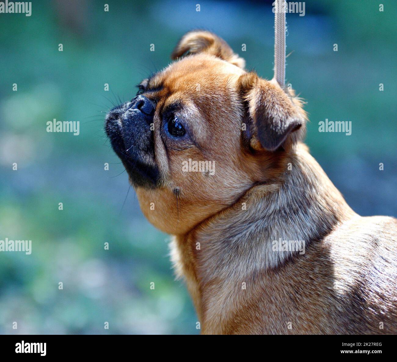 Dog pug - breed of decorative dogs Stock Photo - Alamy