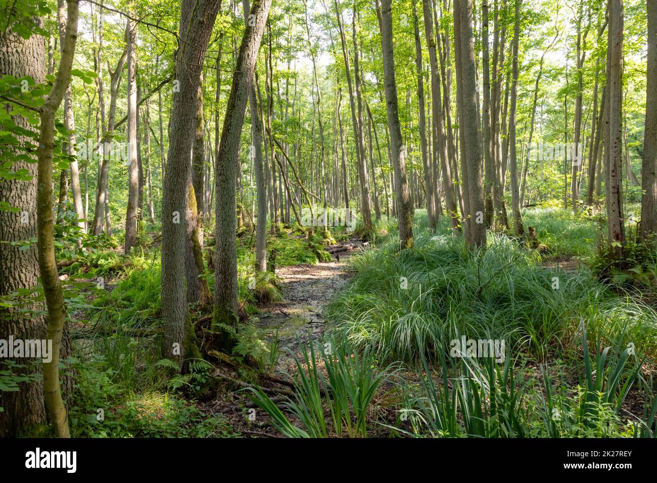 German Moor forest landscape with fern, grass and deciduous trees in ...