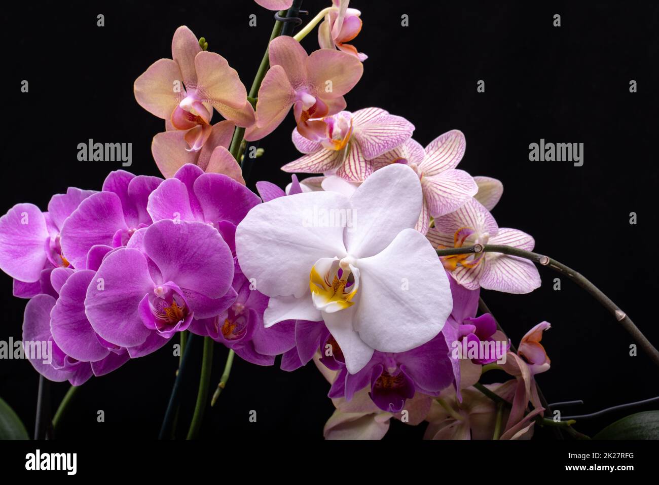 Beauty colorful orchid flowers isolated on black background Stock Photo ...