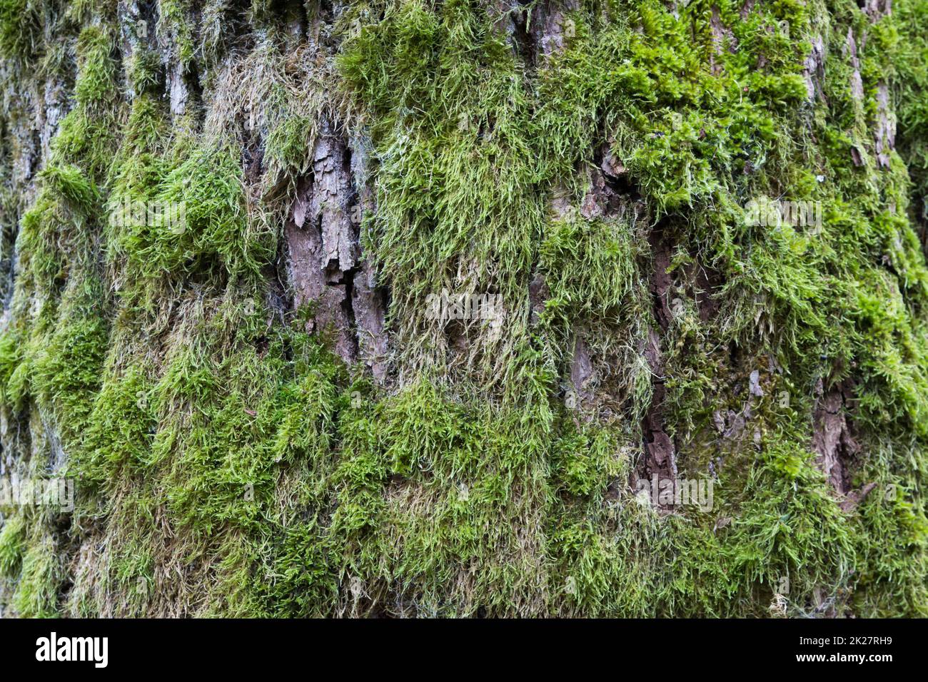 Tree bark with moss Stock Photo - Alamy