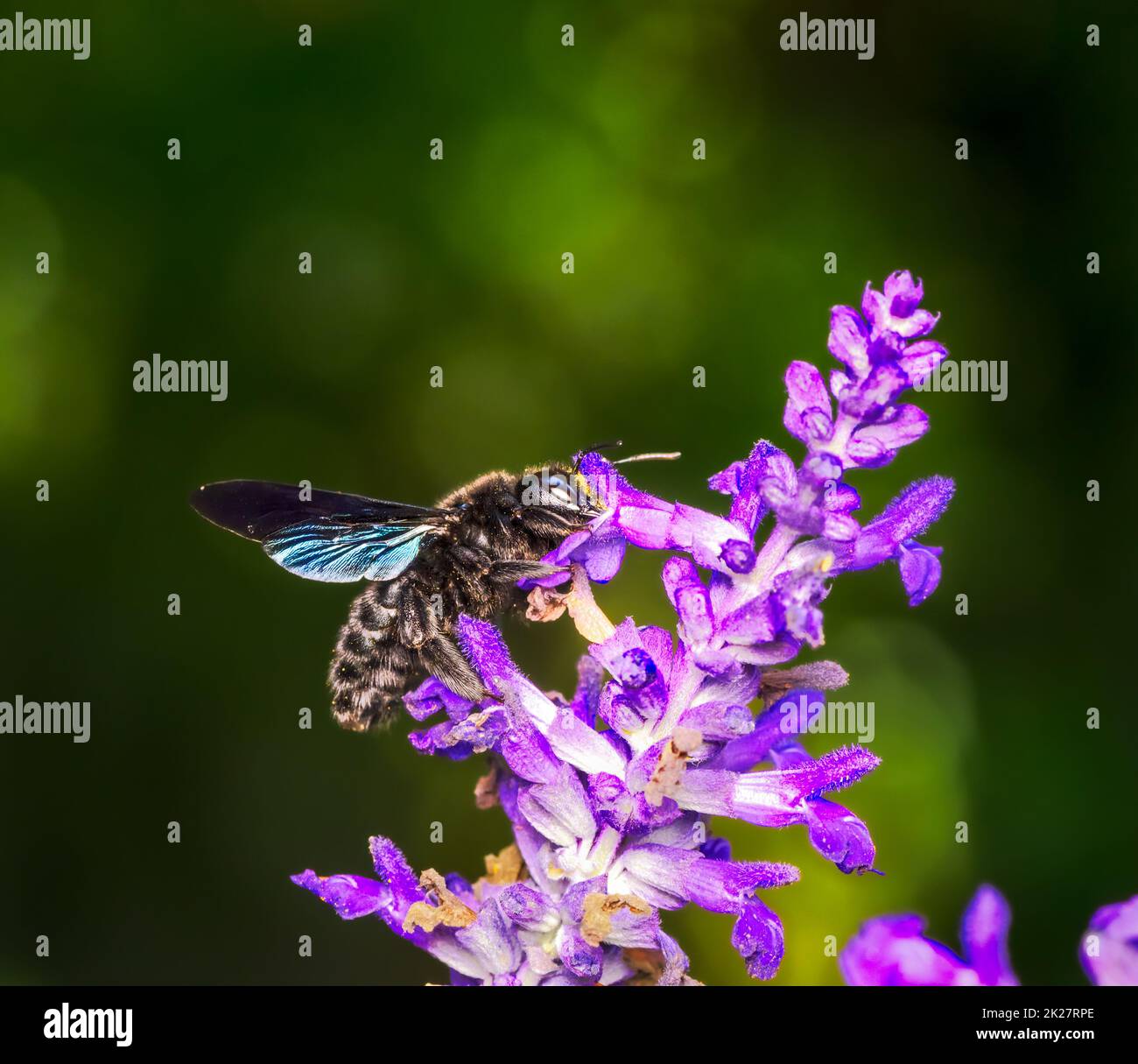 Violet carpenter bee on a sage flower Stock Photo - Alamy
