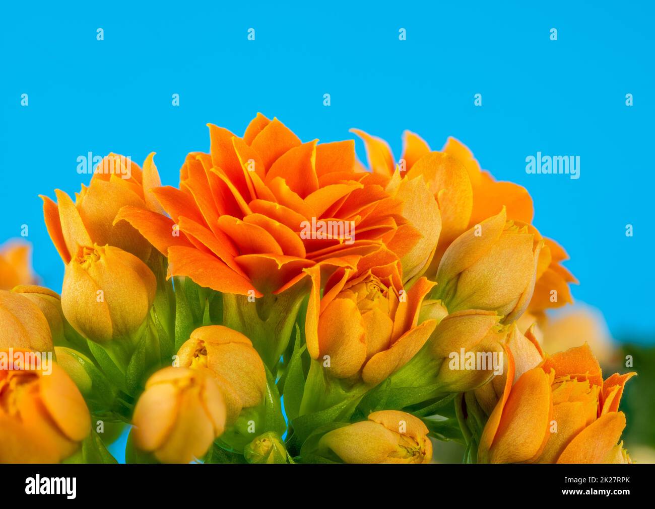 Macro of an orange Kalanchoe flower Stock Photo - Alamy