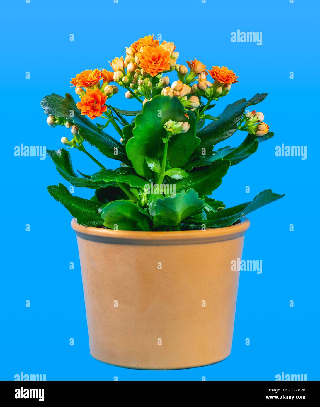 Potted Kalanchoe flower Stock Photo - Alamy