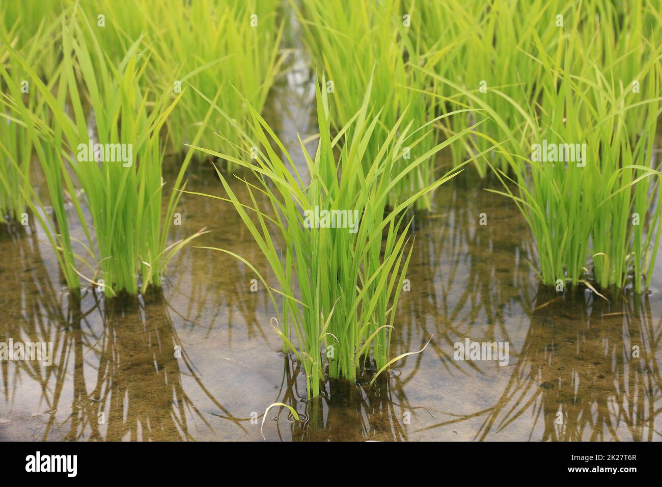 Rice plants full frame Stock Photo - Alamy