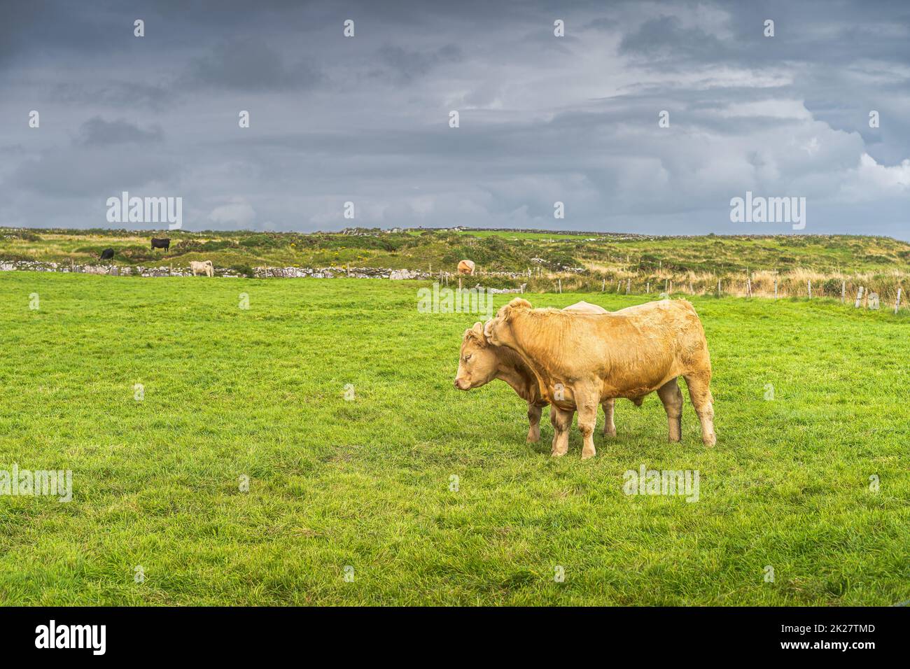 Two happy cows hugging each other on Cliffs of Moher, Ireland Stock ...