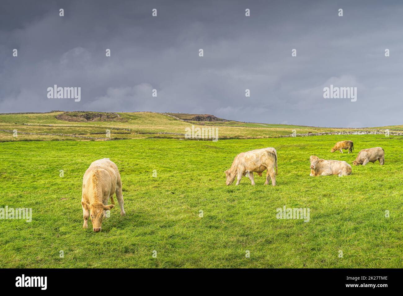 Herd of cattle grazing on fresh green pasture on Cliffs of Moher ...