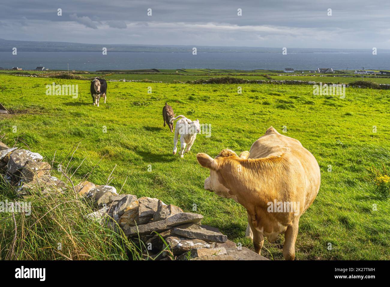 Heifer looking on her two young calves running happily around, Cliffs ...