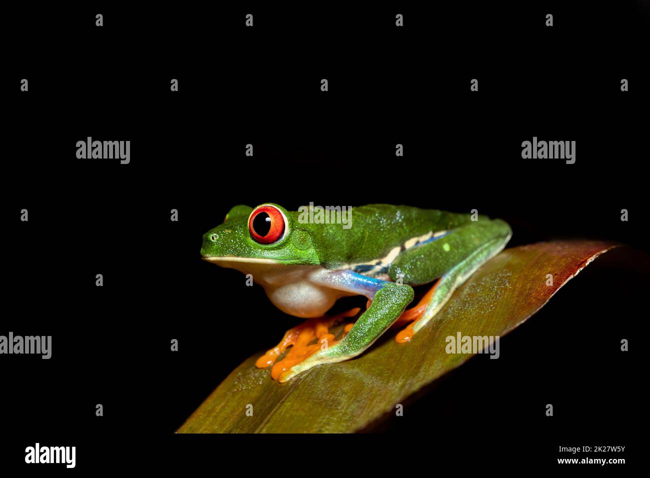 Red-eyed tree frog, Agalychnis callidryas, Cano Negro, Costa Rica ...