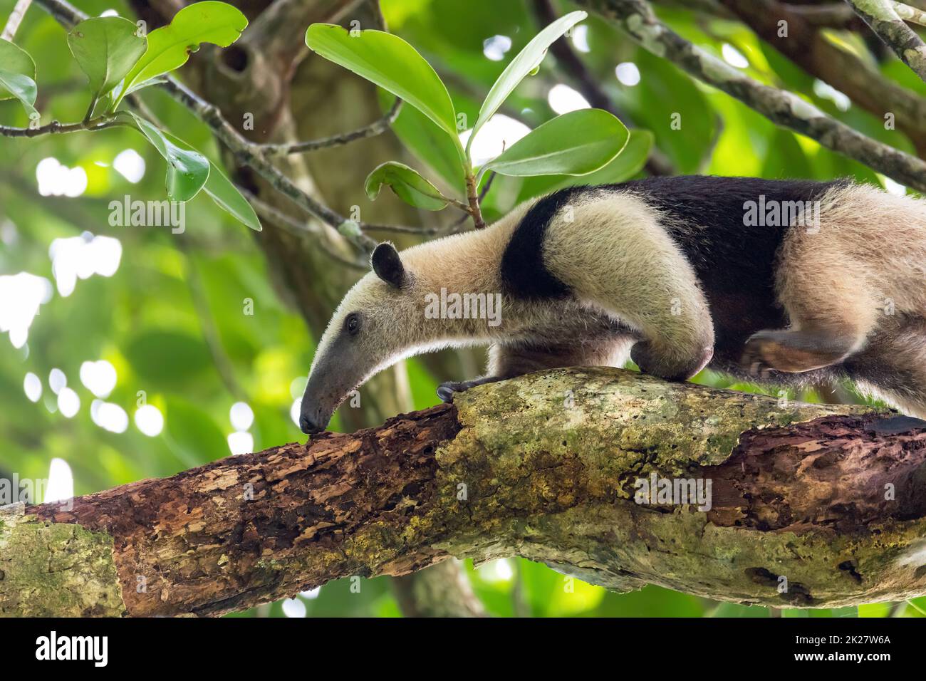 Northern tamandua, Tortuguero Cero, Costa Rica wildlife Stock Photo - Alamy