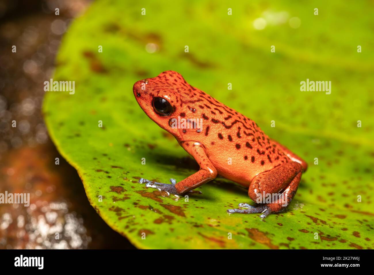 Strawberry poison-dart frog, La Fortuna Costa Rica Stock Photo - Alamy