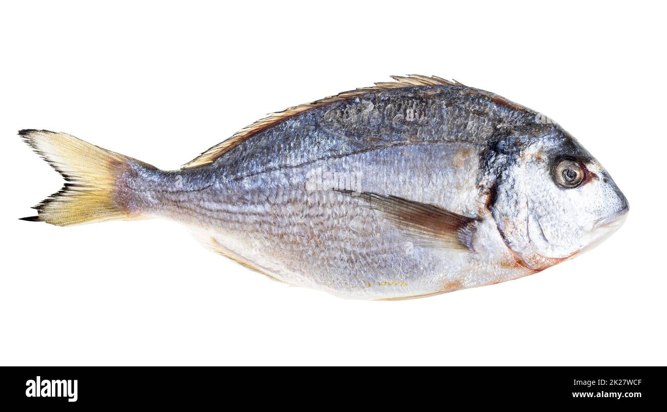 frozen whole gilt-head sea bream isolated Stock Photo - Alamy