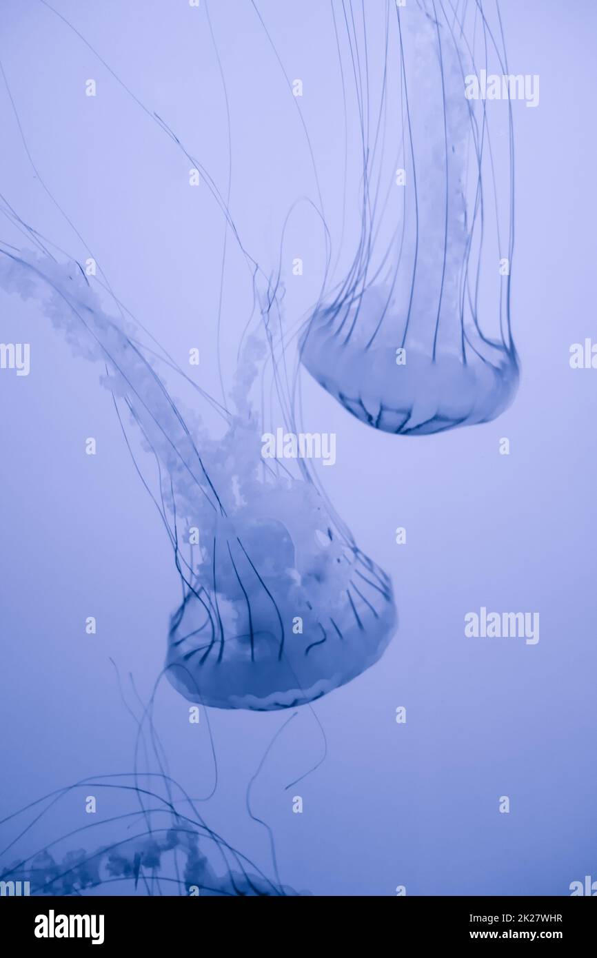 Jellyfish floating in ocean. White background Stock Photo - Alamy