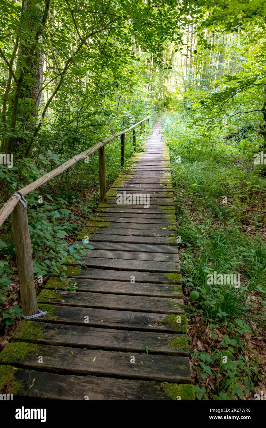 Boardwalk through a German Moor forest landscape with ferns, moss, and ...