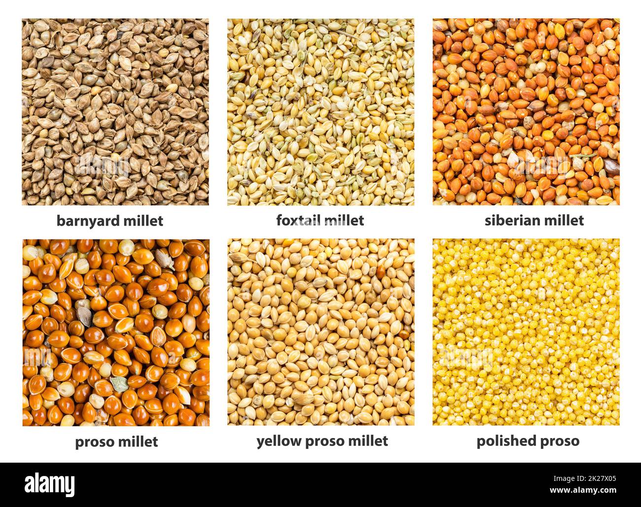 Italian specimen Cut Out Stock Images & Pictures - Alamy