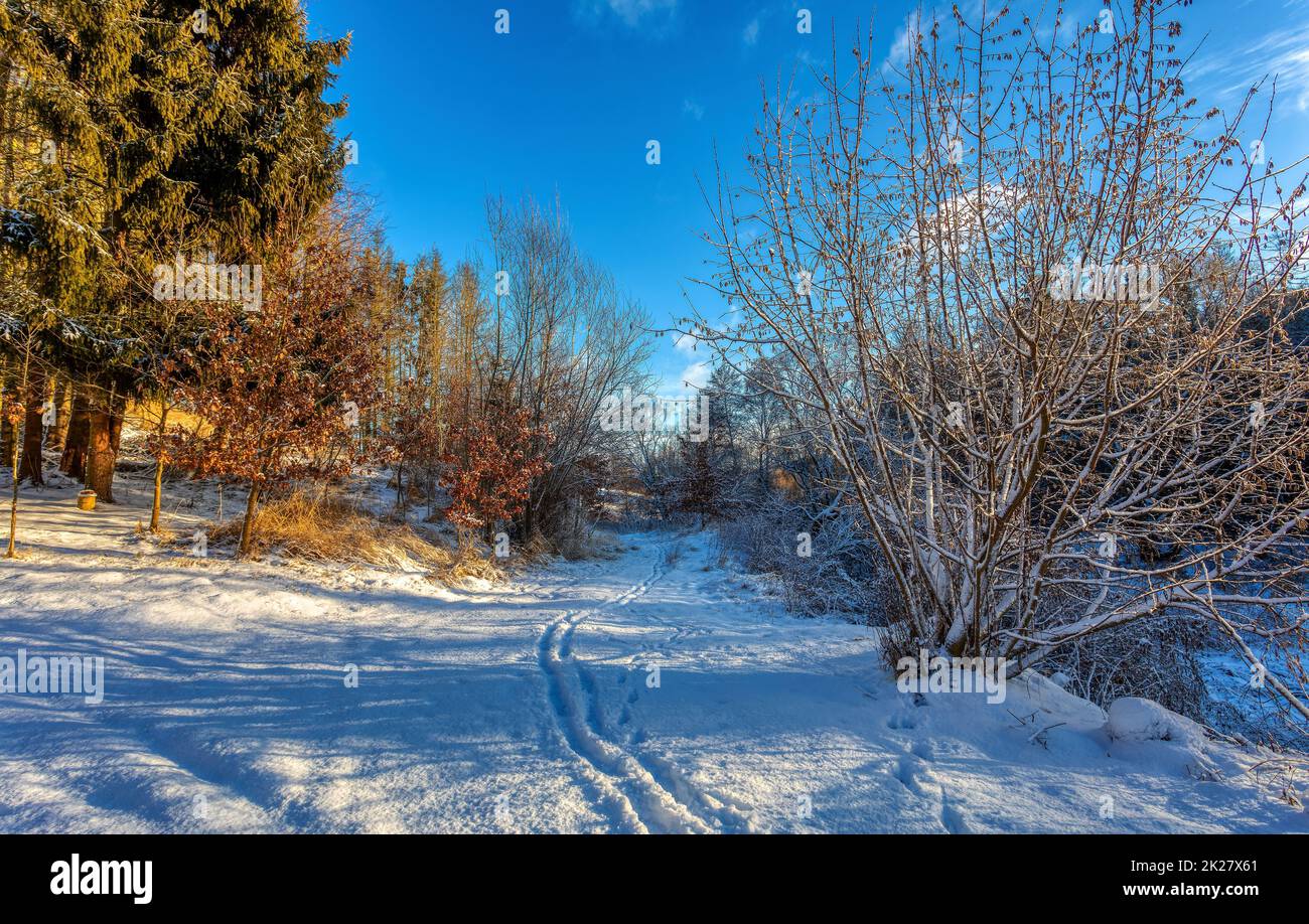 forest landscape with rural path Stock Photo - Alamy