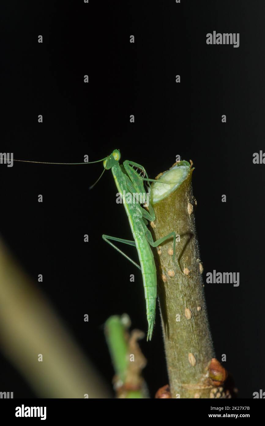 green grasshopper on the branch Stock Photo - Alamy