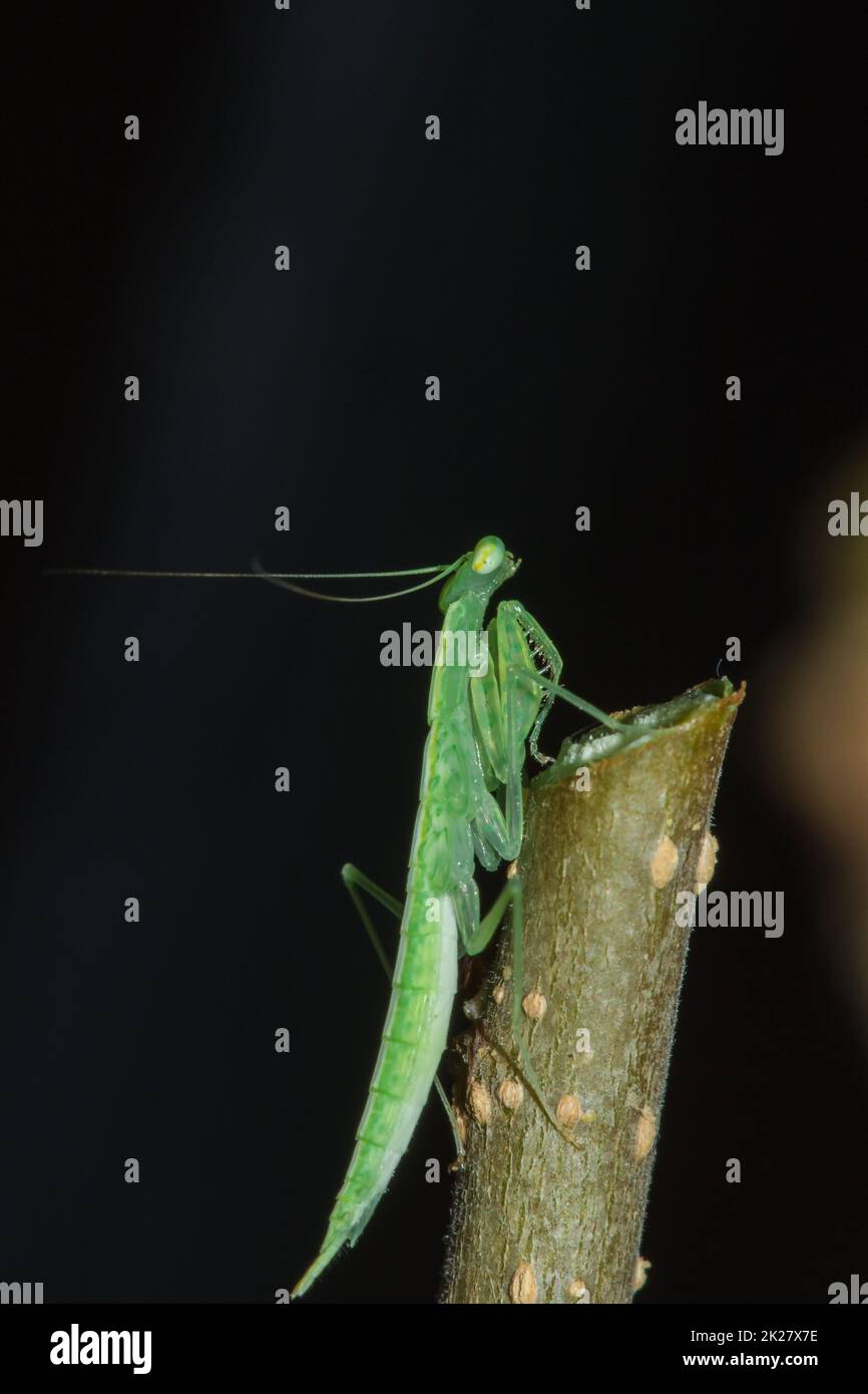 green grasshopper on the branch Stock Photo - Alamy