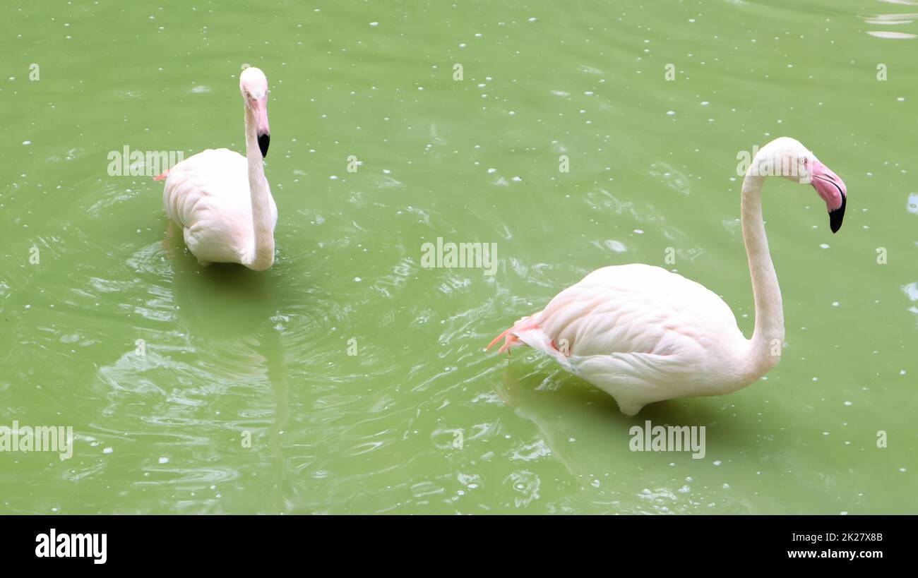 Flamingoids hi-res stock photography and images - Alamy