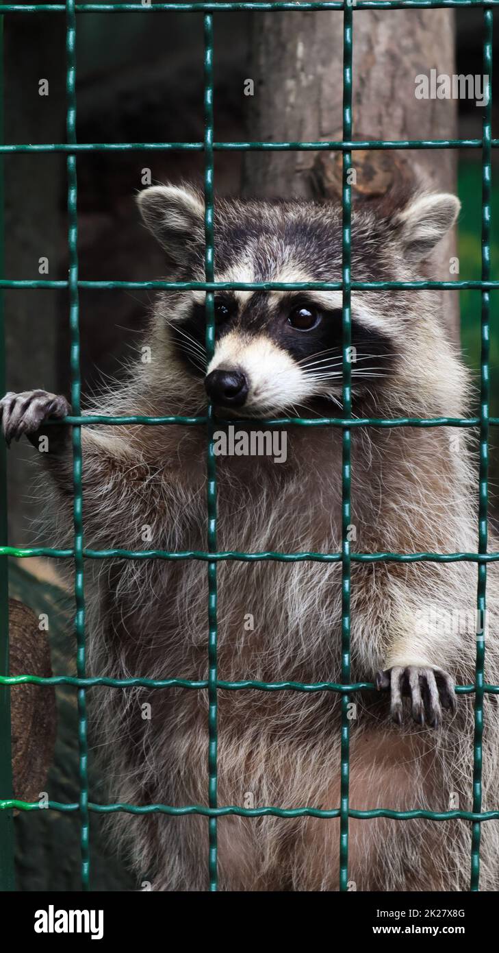 Raccoon outdoors in cell zoo hi-res stock photography and images - Alamy