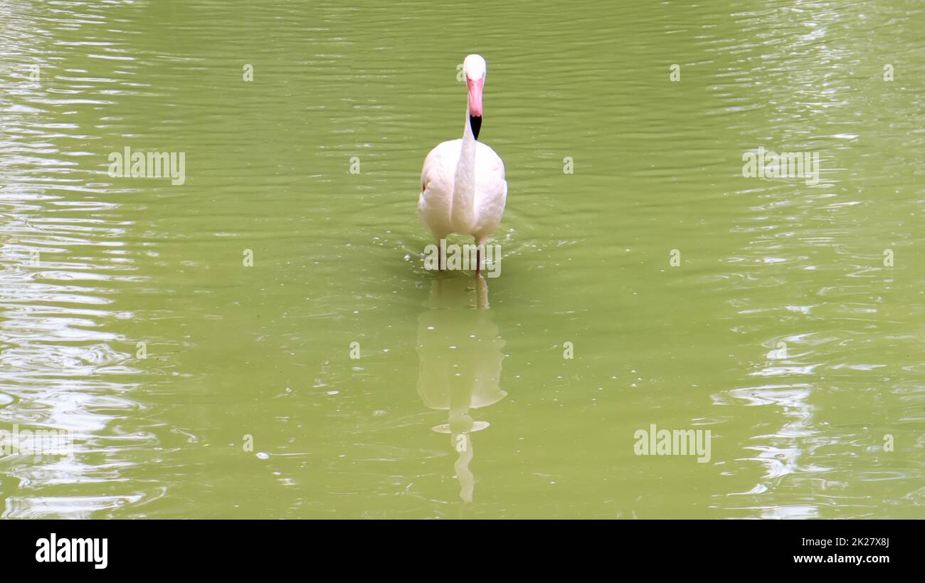 Flamingoids hi-res stock photography and images - Alamy