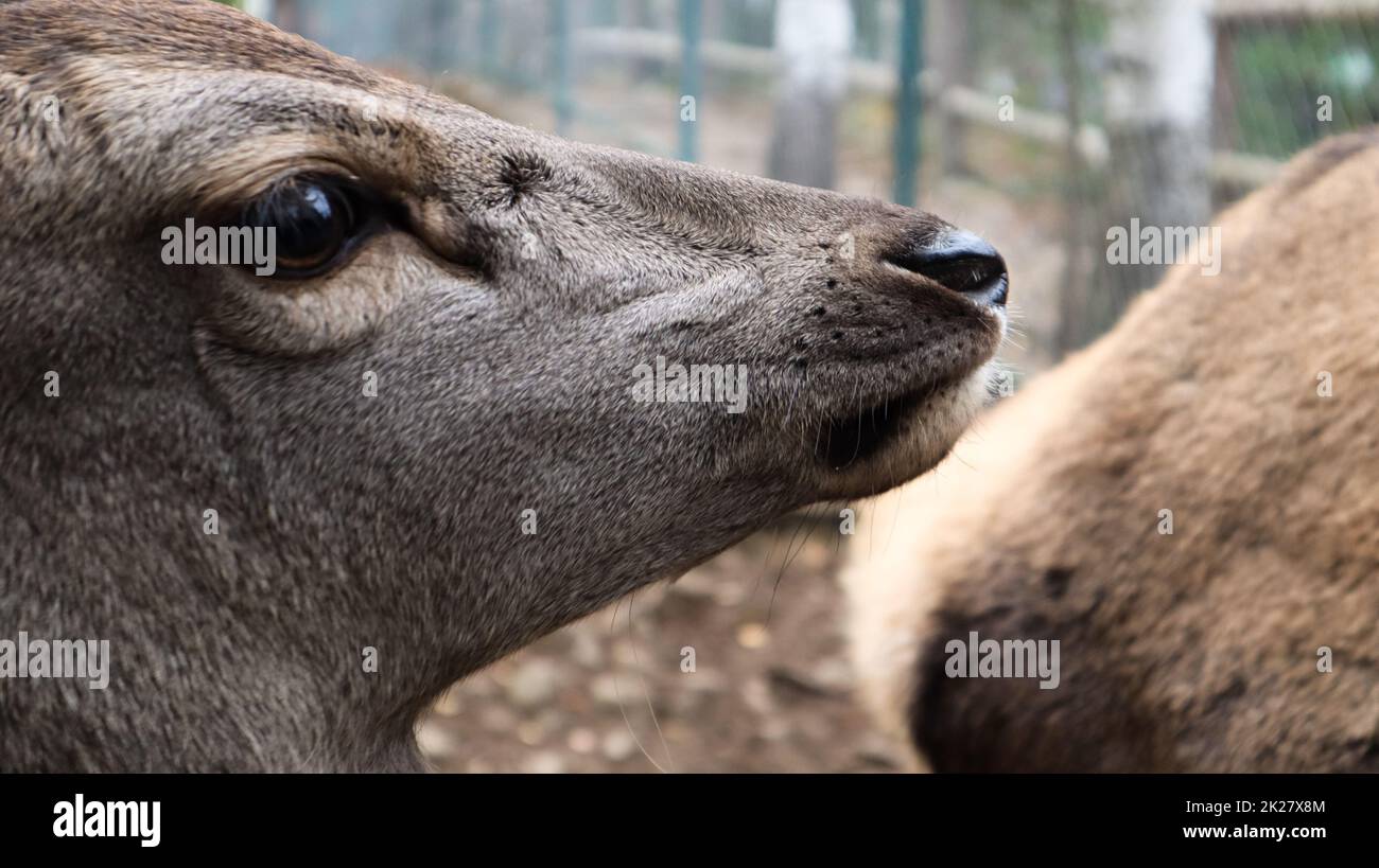 White-tailed deer very detailed close-up portrait. With a deer eye ...