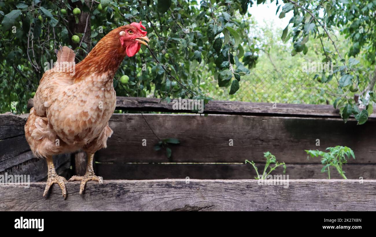One large red-brown laying hen in the countryside on a sunny day ...