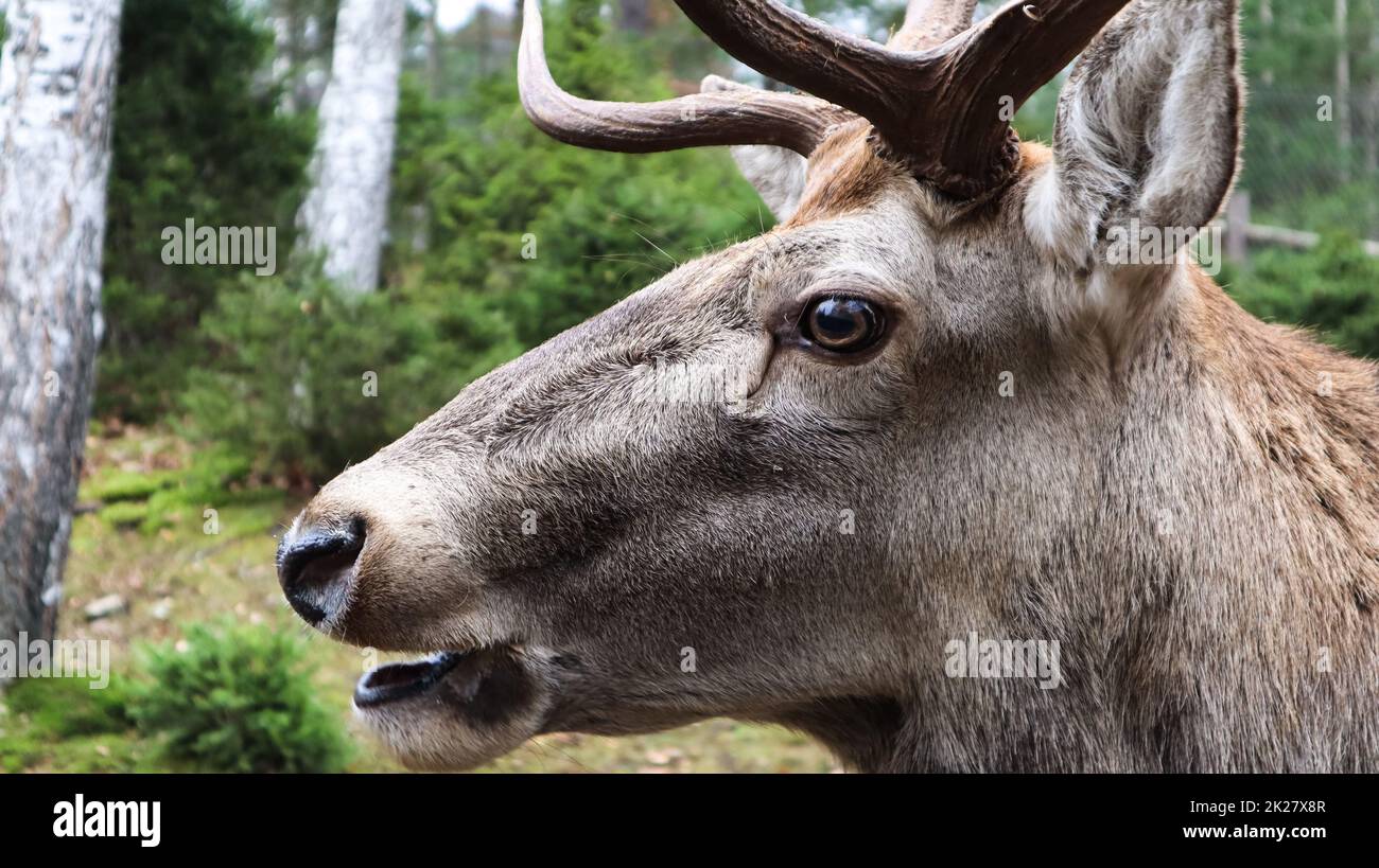 White-tailed deer very detailed close-up portrait. With a deer eye ...