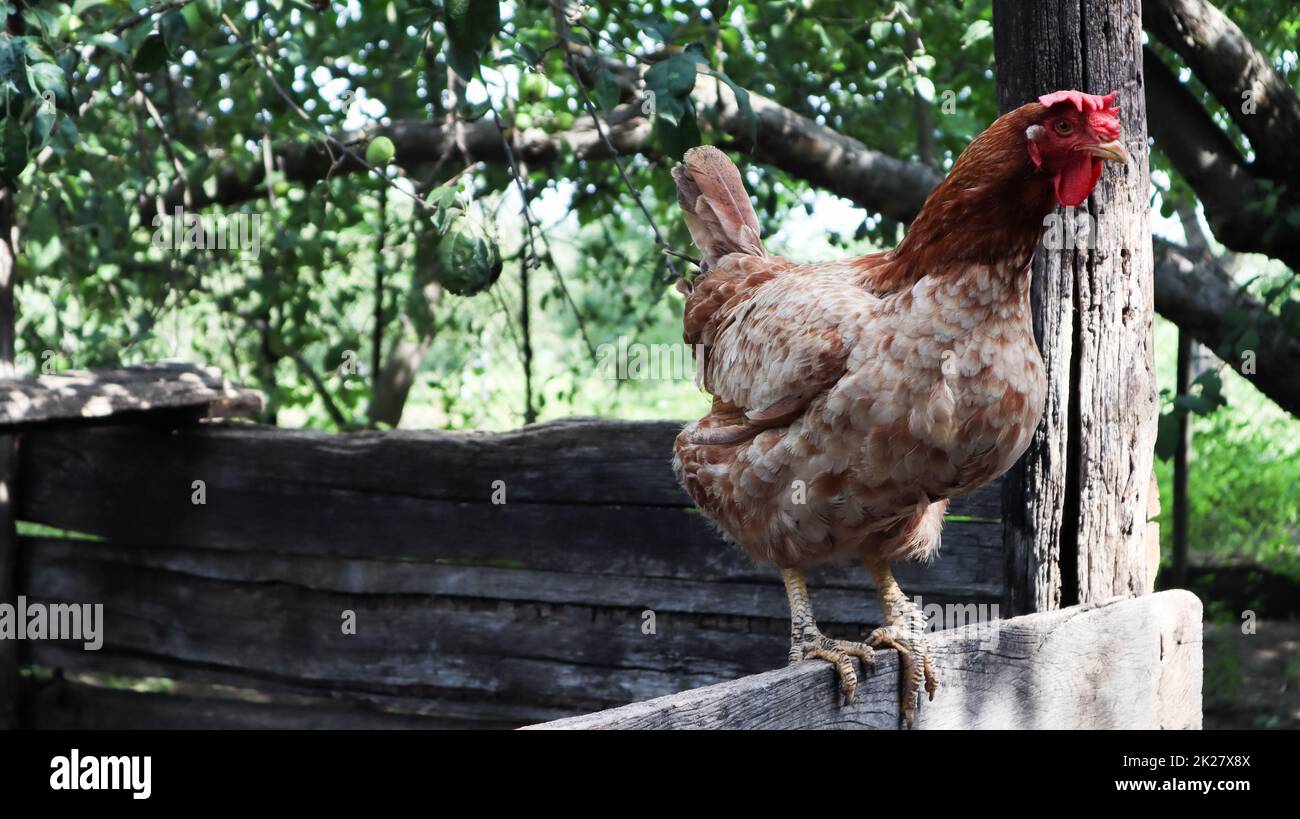 One large red-brown laying hen in the countryside on a sunny day ...