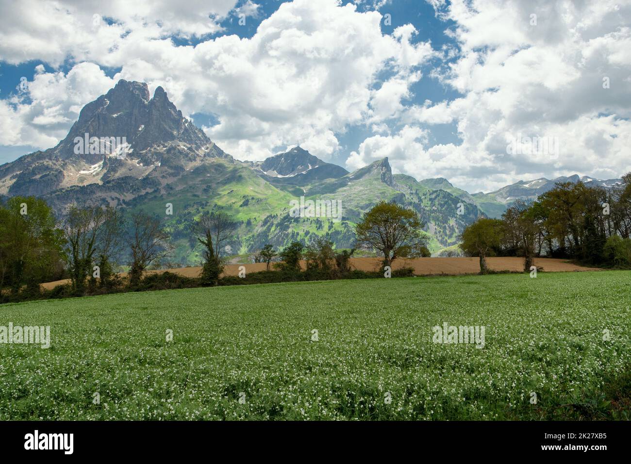 Field of peas in bloom in spring Stock Photo - Alamy