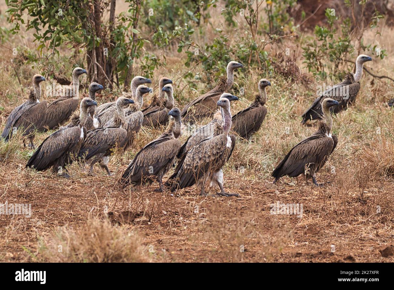 Swarm of RÃ¼ppell's vultures, Gyps rueppelli, in the Meru National Park ...