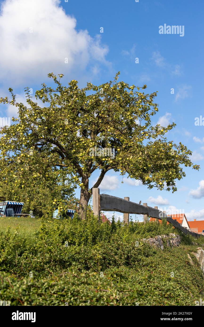 An idyllic scene with an apple tree in a garden in Zempin on the island ...