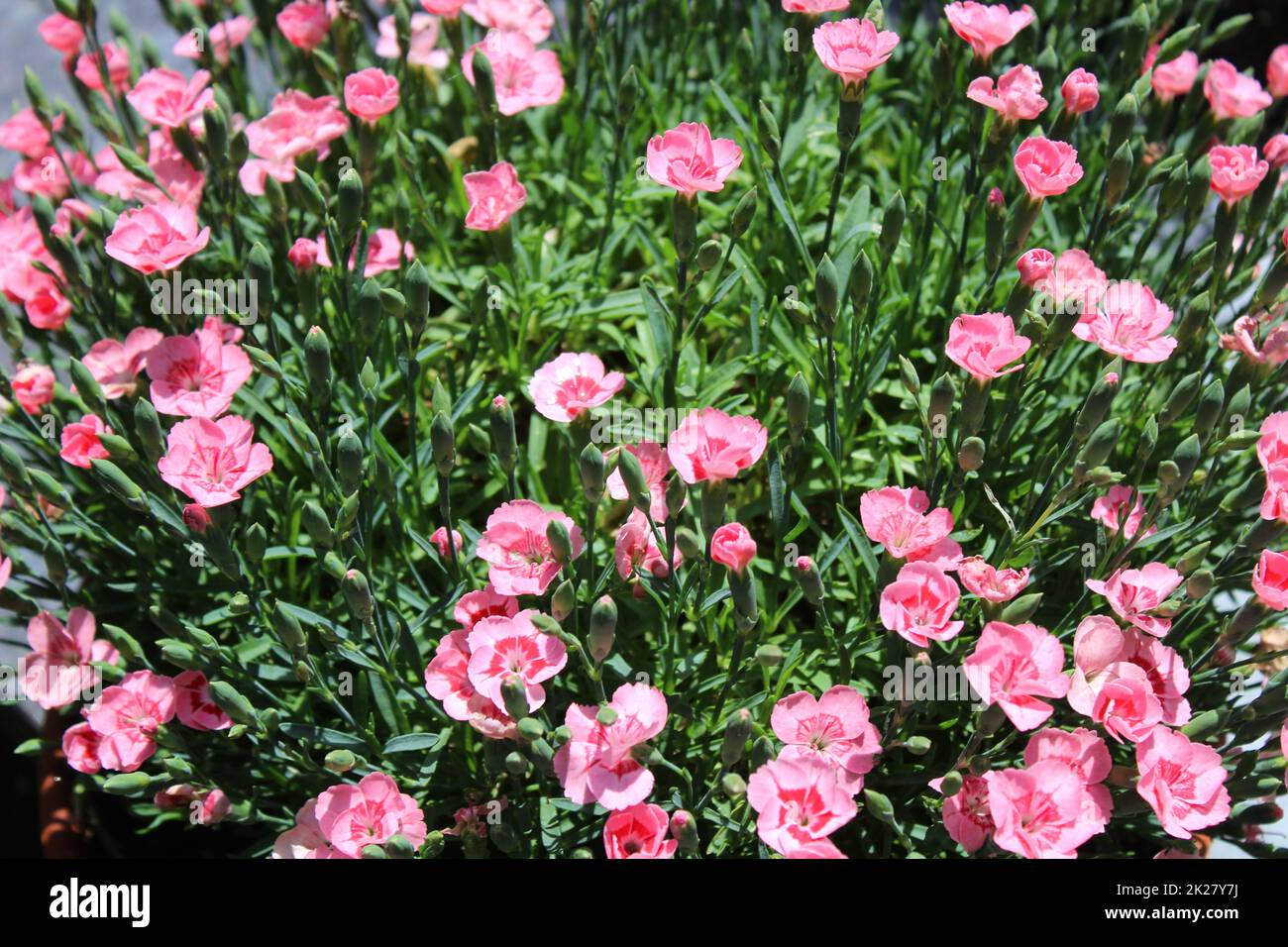 pink carnation in the garden Stock Photo - Alamy