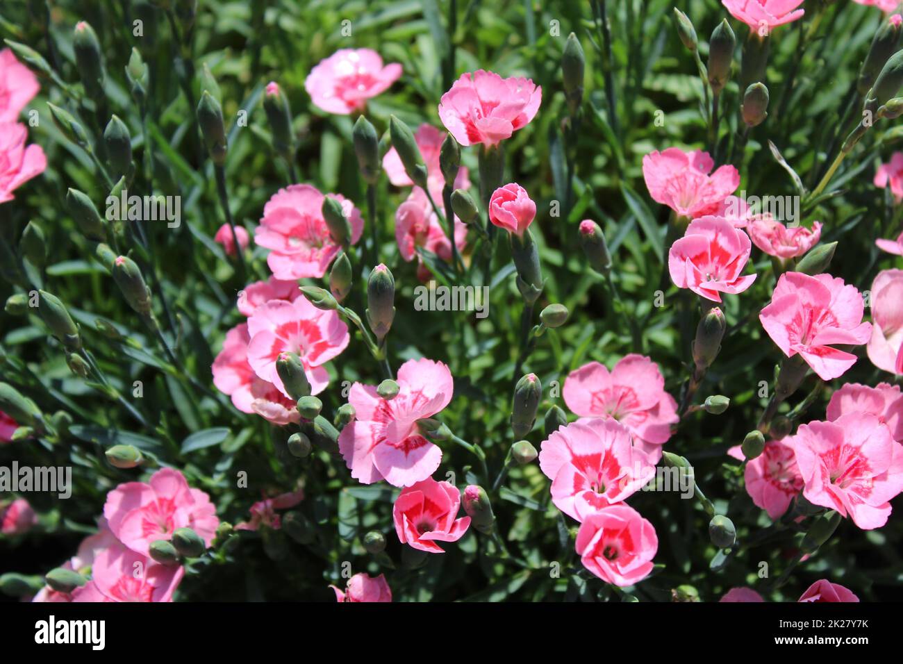 pink carnation in the garden Stock Photo - Alamy