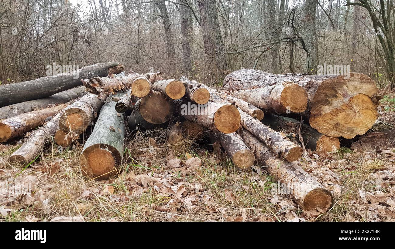 Freshly sawn logs. Logs of trees in the forest after felling Stock ...