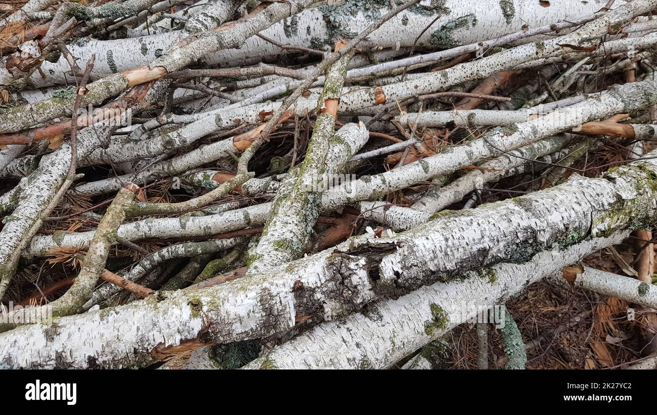 Freshly sawn logs. Logs of trees in the forest after felling Stock ...