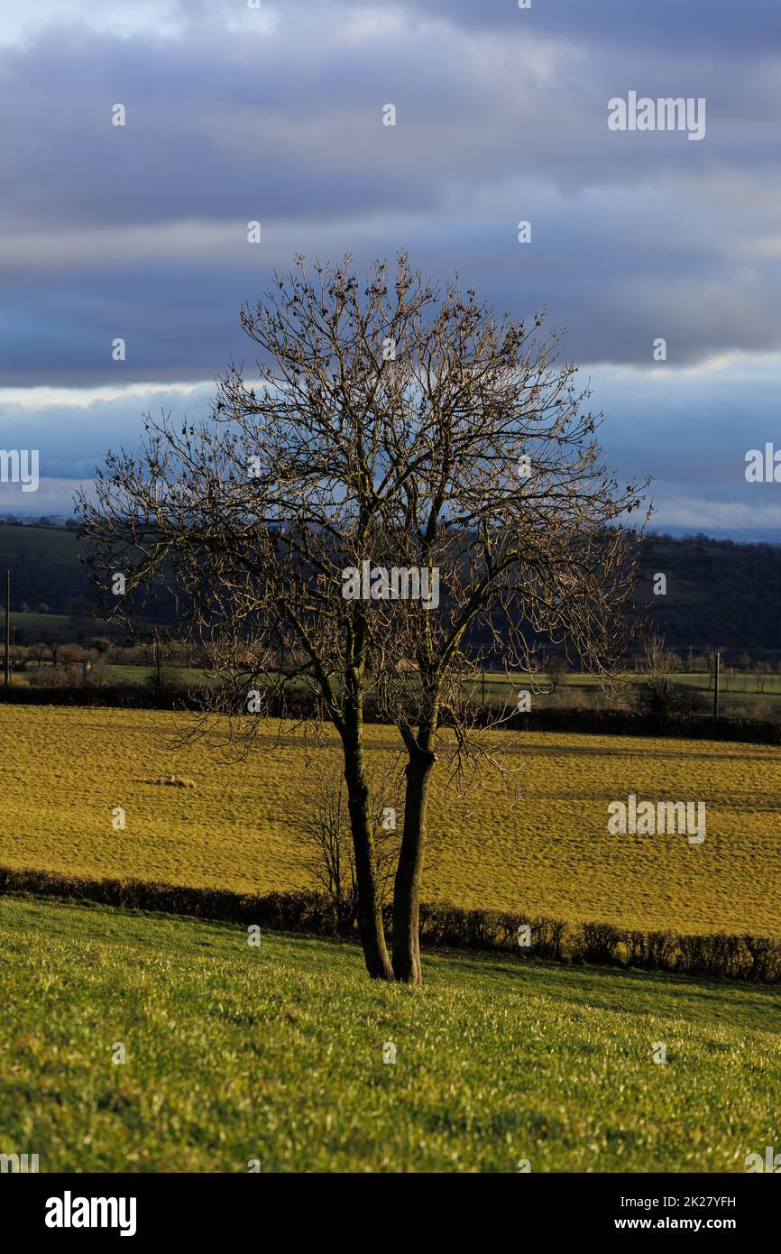 Tree standing in the field Stock Photo - Alamy