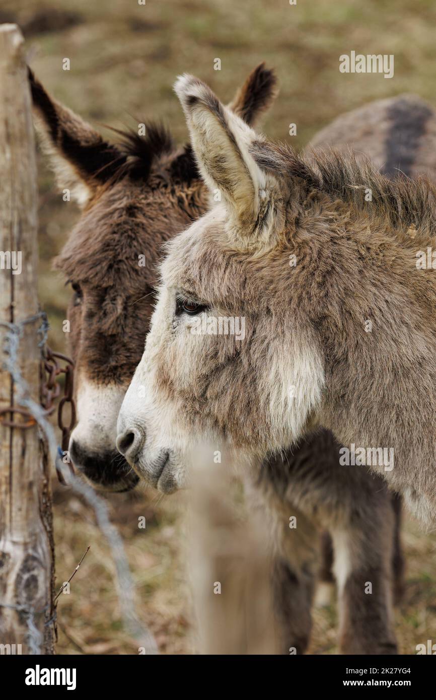 Two donkey friends Stock Photo - Alamy