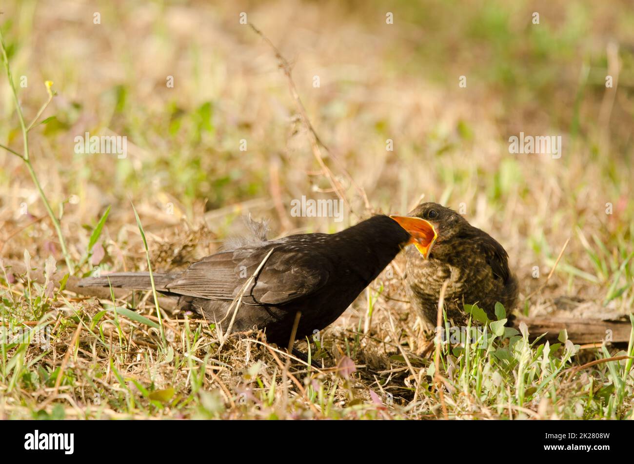 Common blackbirds Turdus merula cabrerae Stock Photo - Alamy