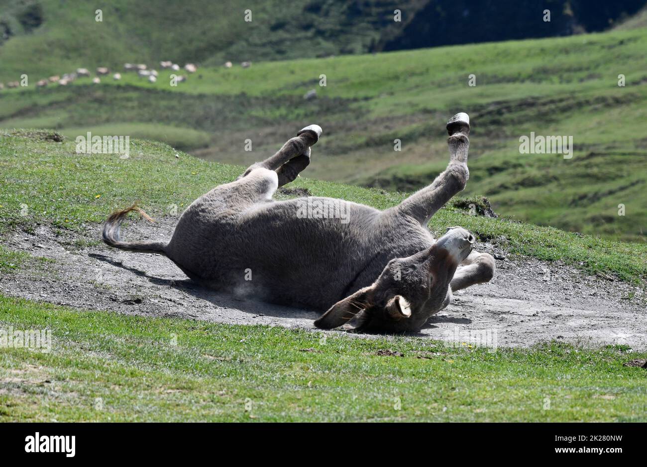 Semi wild donkeys on Col du Soulor in the pyrenees mountains bordering ...
