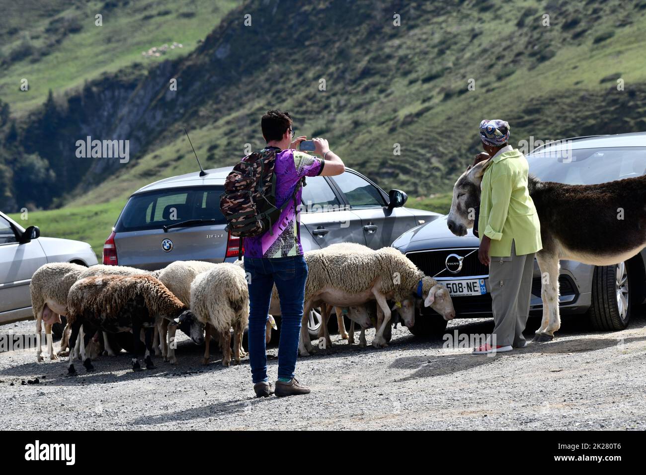 Visitors meet wild donkeys and sheep on Col du Soulor in the pyrenees ...