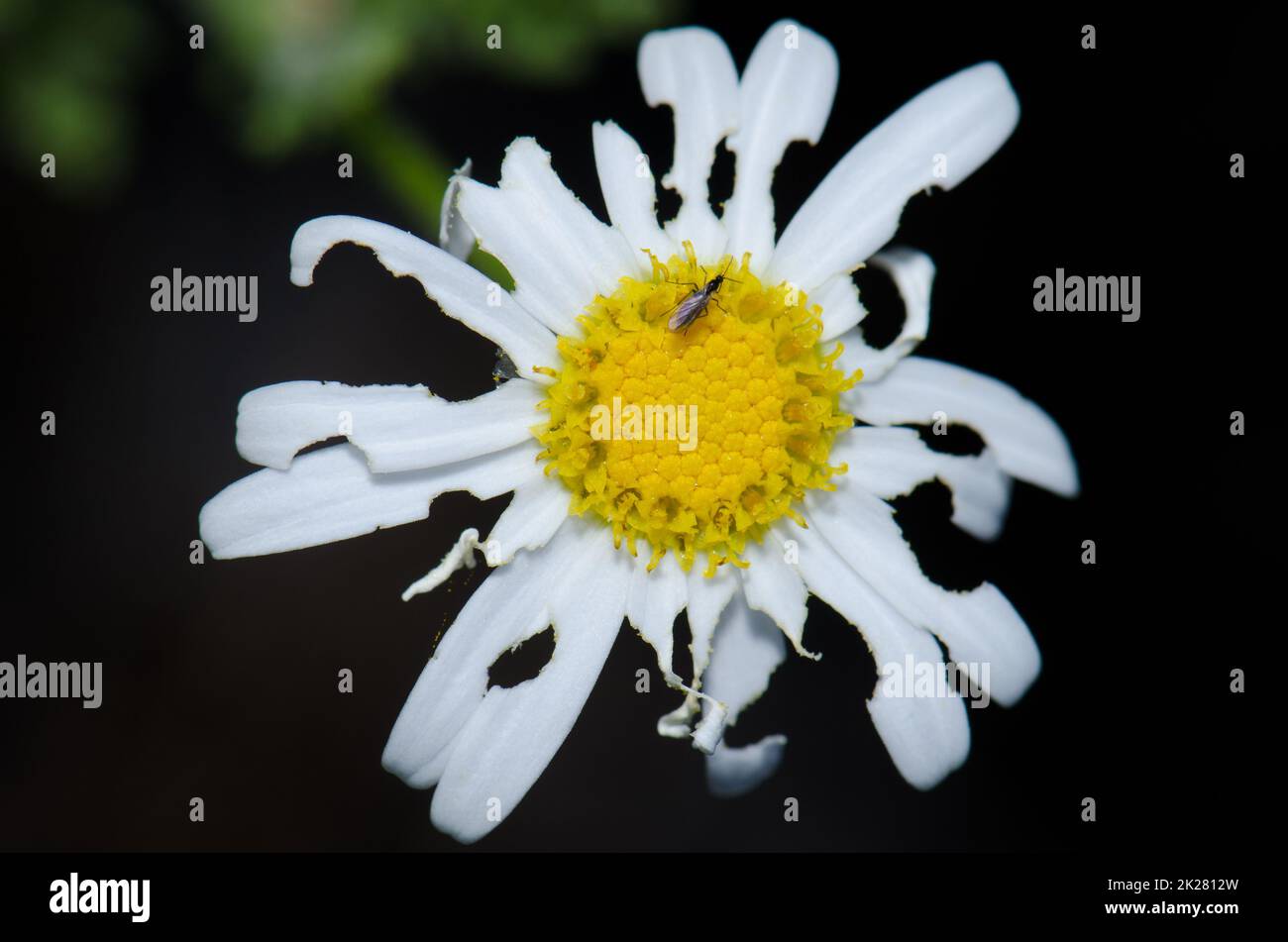 Petals devoured by insects hi-res stock photography and images - Alamy