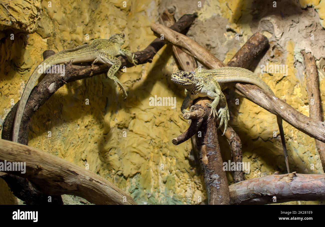 Sailfin dragons hi-res stock photography and images - Alamy