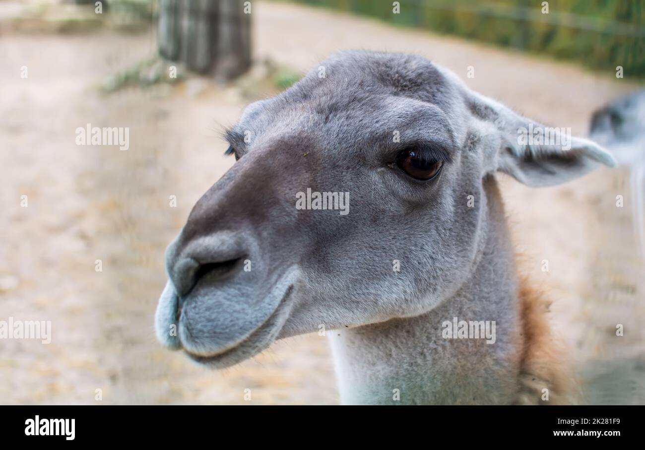 Closely related to the llama hi-res stock photography and images - Alamy