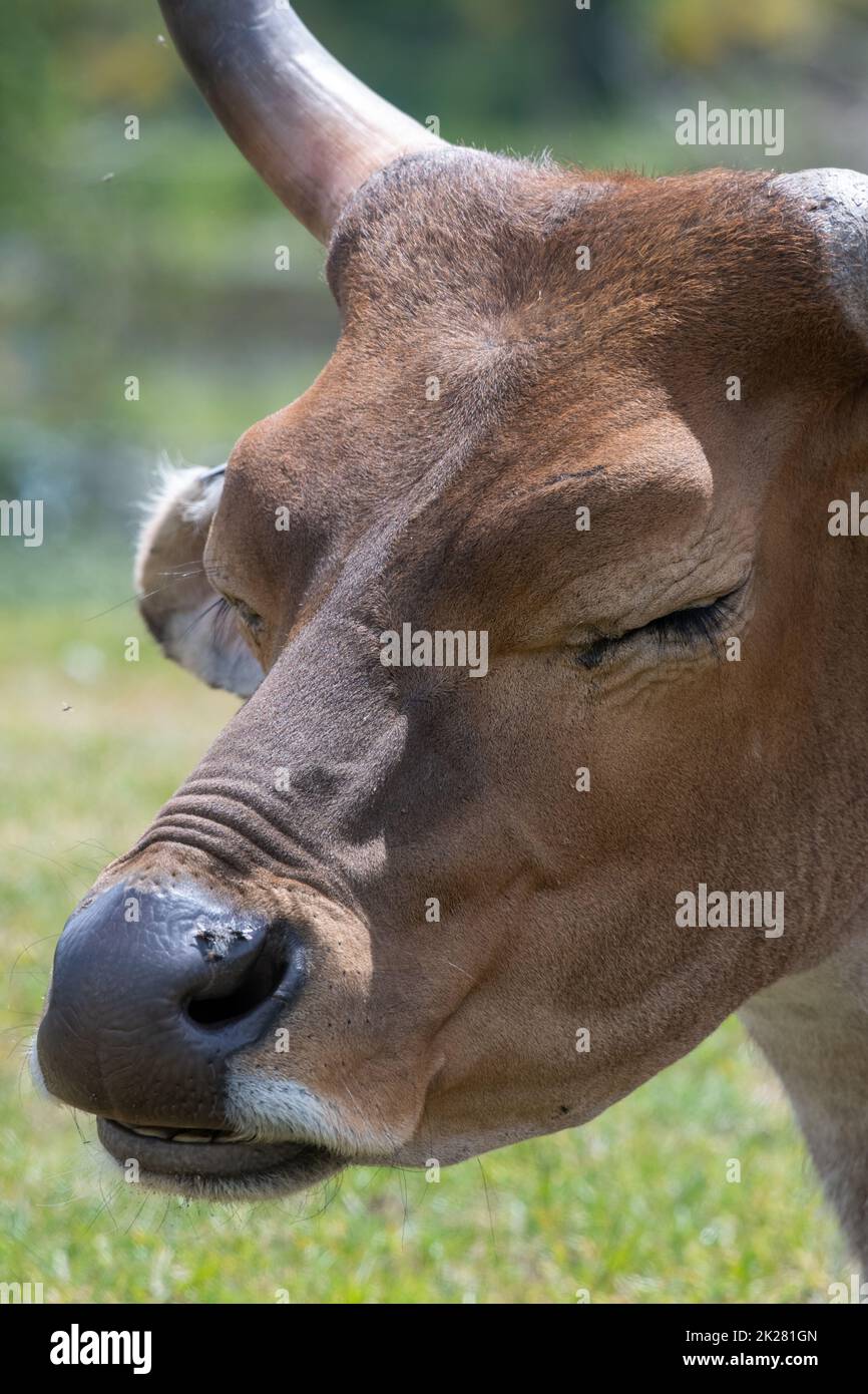 Female buffalo close up portrait hi-res stock photography and images ...