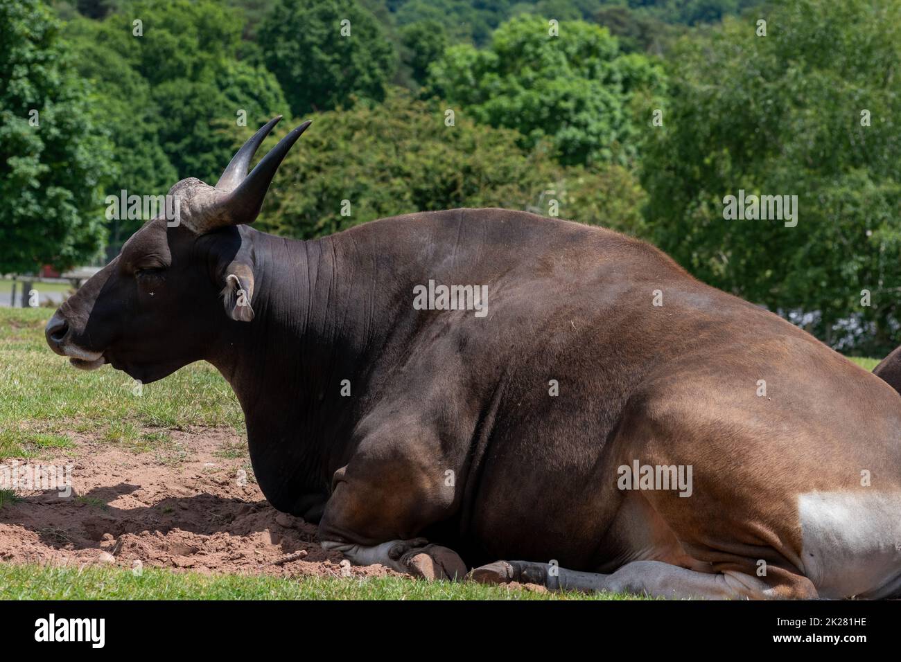 Portrait of a male African buffalo (syncerus caffer) sitting on the ...